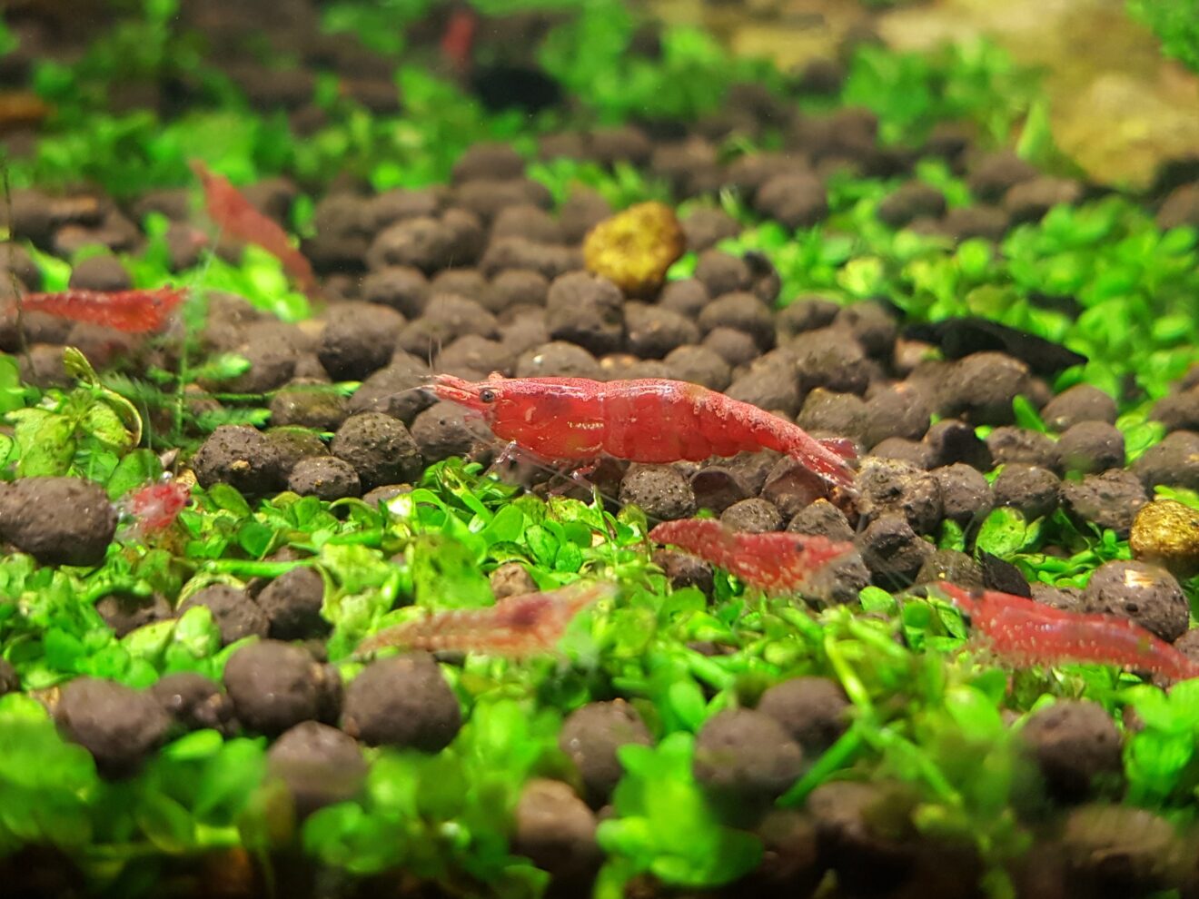 Red Cherry Shrimp (Neocaridina davidi) - Aquarium Plants Online